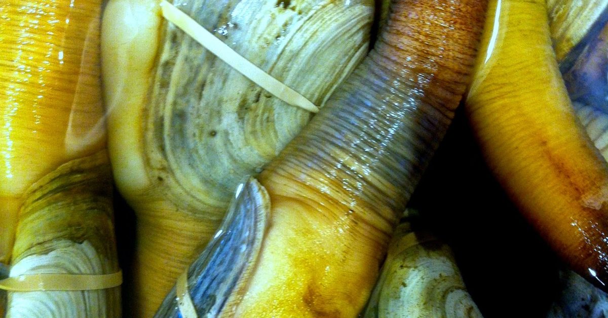 Geoduck, Seattle